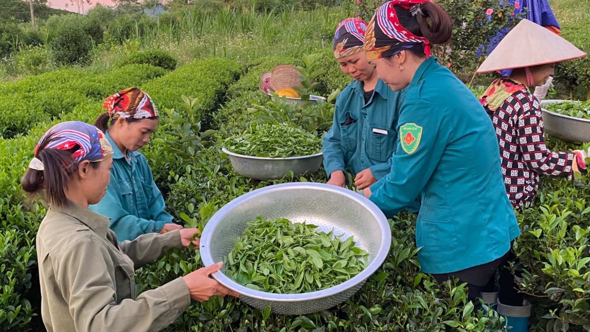 Teapedia – Being with tea